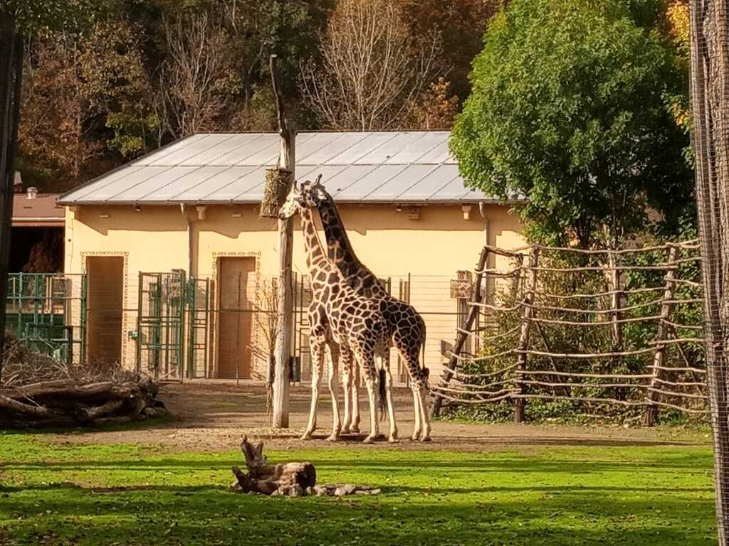 ZOO Plzeň :: CapTour Pája